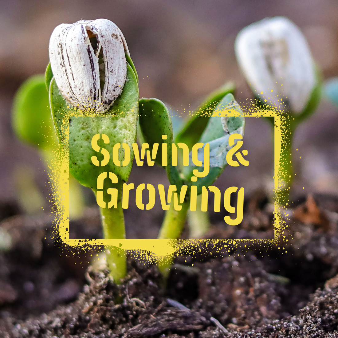 The Wildstyler instructions to sowing & growing