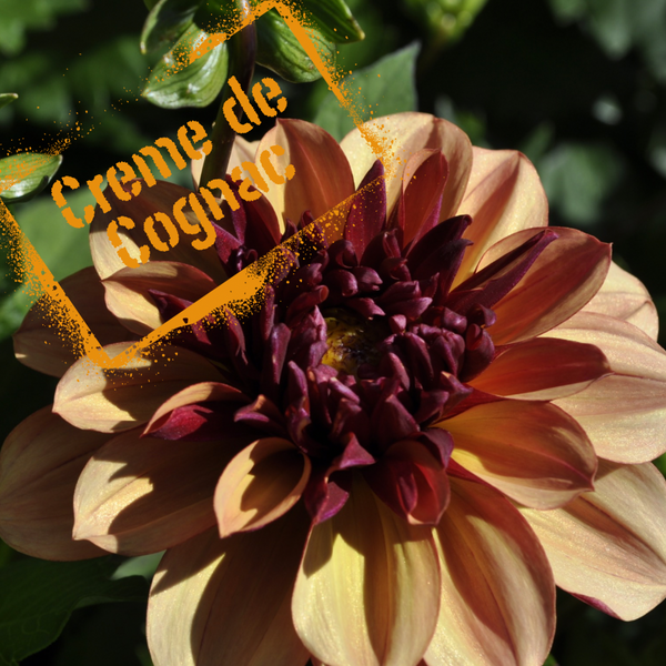 Creme de Cognac Dahlia Tuber - The Wildstyler NZ | NZ Grown Copper Dahlia