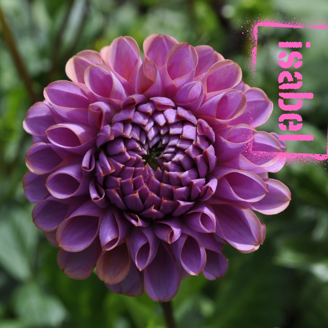 Isabel Dahlia Tuber - NZ-Grown | The Wildstyler