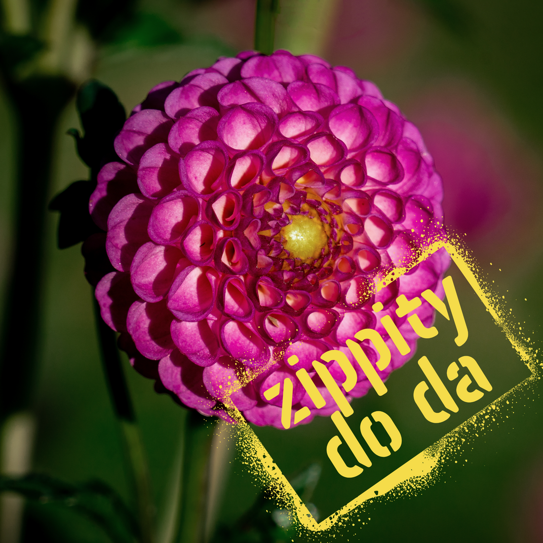 Zippity Do Da Dahlia Tuber - NZ-Grown | The Wildstyler